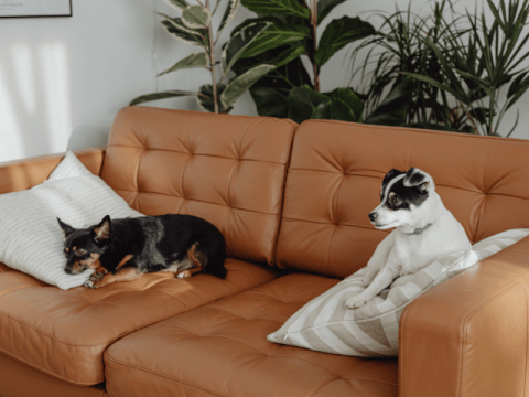 Fire Safety for Pet Owners: What Could Happen When You’re Not at Home ...